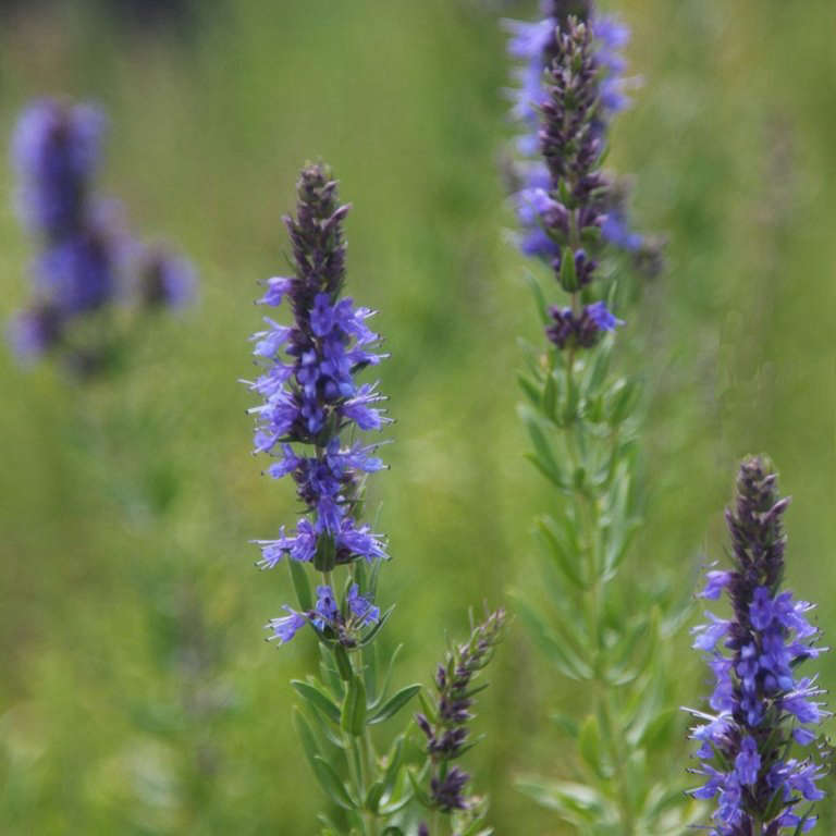 Gardening 101: Hyssop - Gardenista