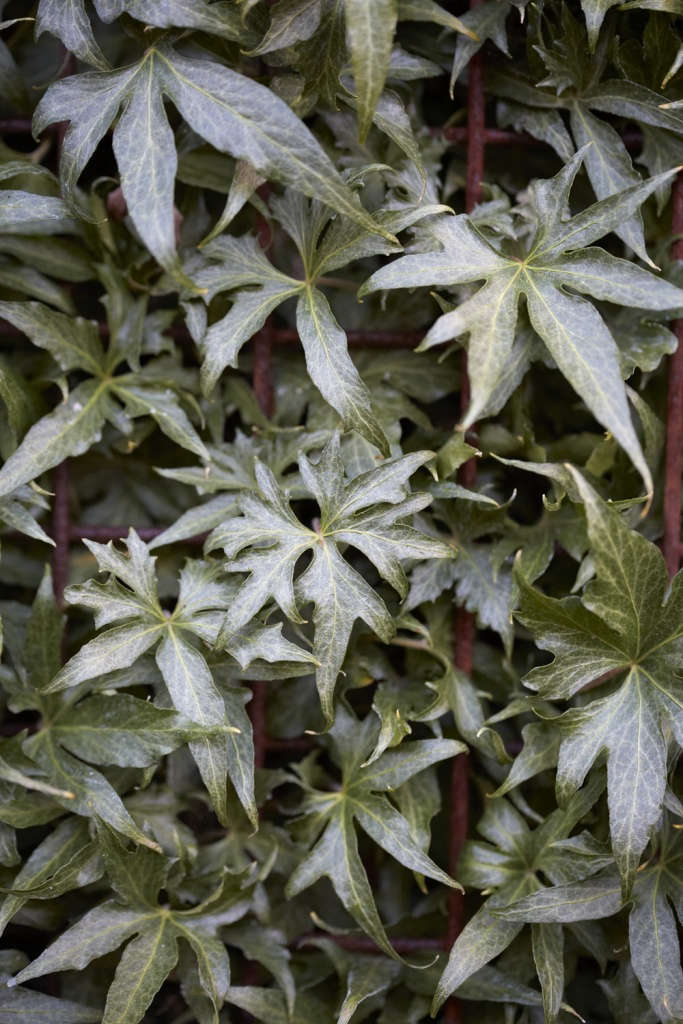 A Vital Vine: 11 Best Varieties of Ivy - Gardenista