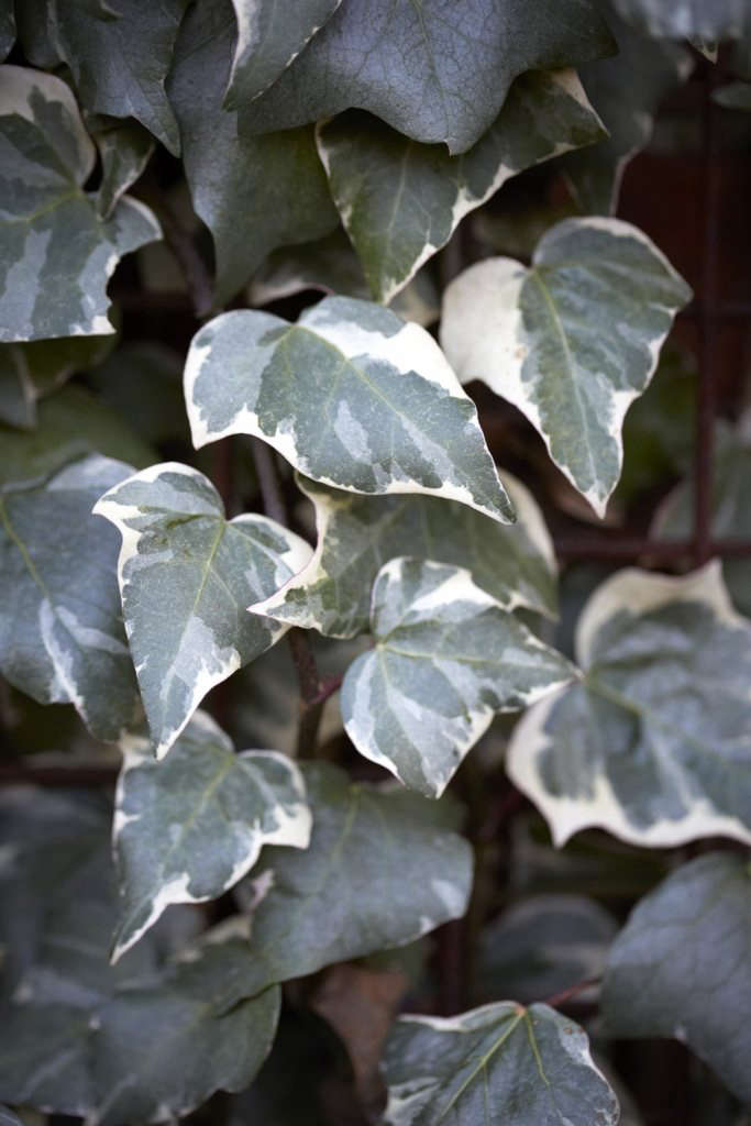 A Vital Vine: 11 Best Varieties of Ivy - Gardenista