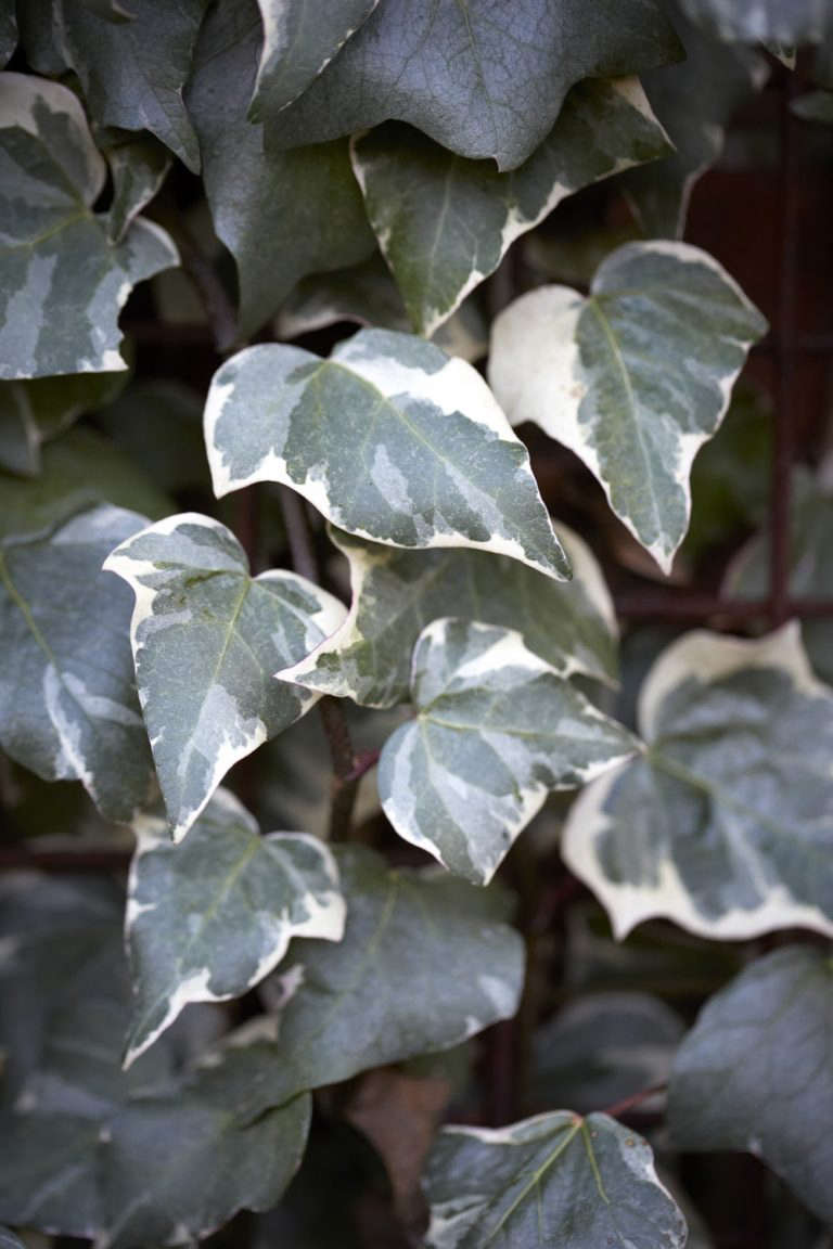 A Vital Vine: 11 Best Varieties of Ivy - Gardenista