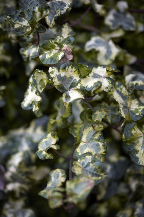 A Vital Vine: 11 Best Varieties of Ivy - Gardenista