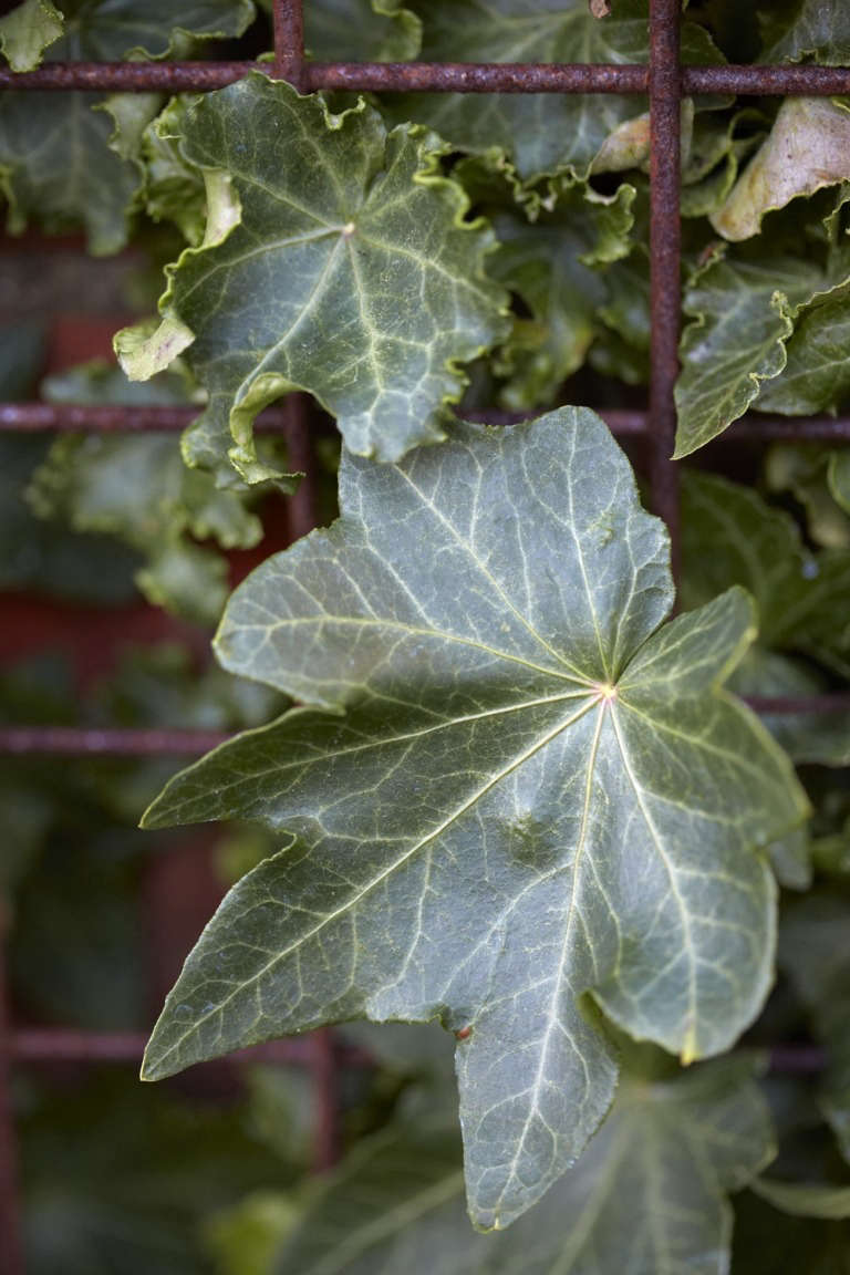 A Vital Vine: 11 Best Varieties of Ivy - Gardenista