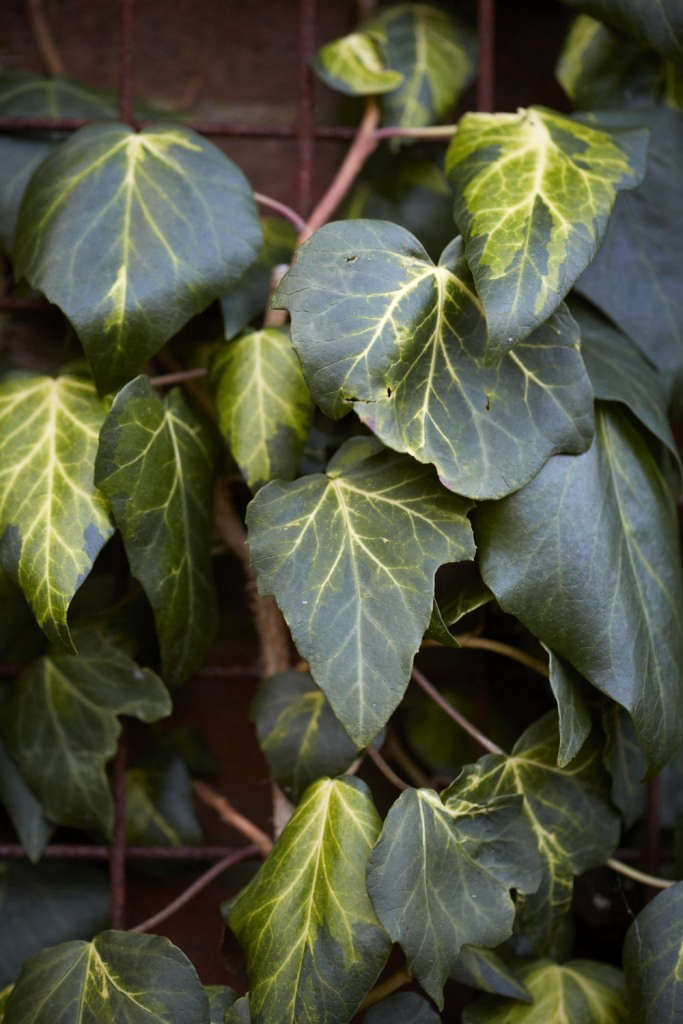 A Vital Vine: 11 Best Varieties of Ivy - Gardenista