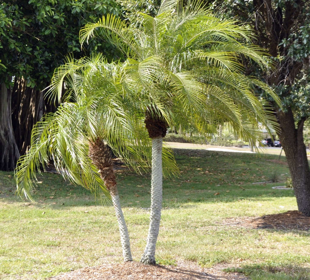 Gardening 101: Palms - Gardenista