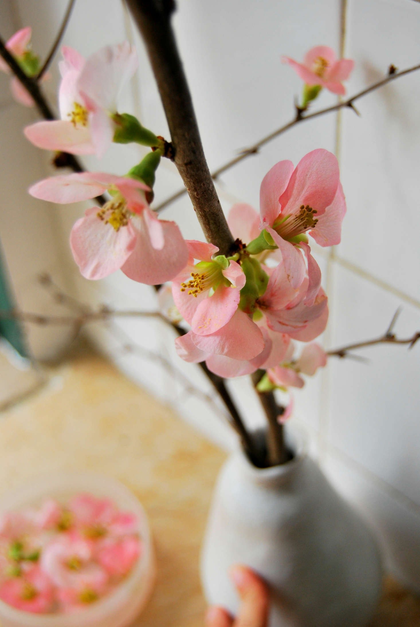 Rethinking Quince: Styling a Classic Spring Blossom - Gardenista