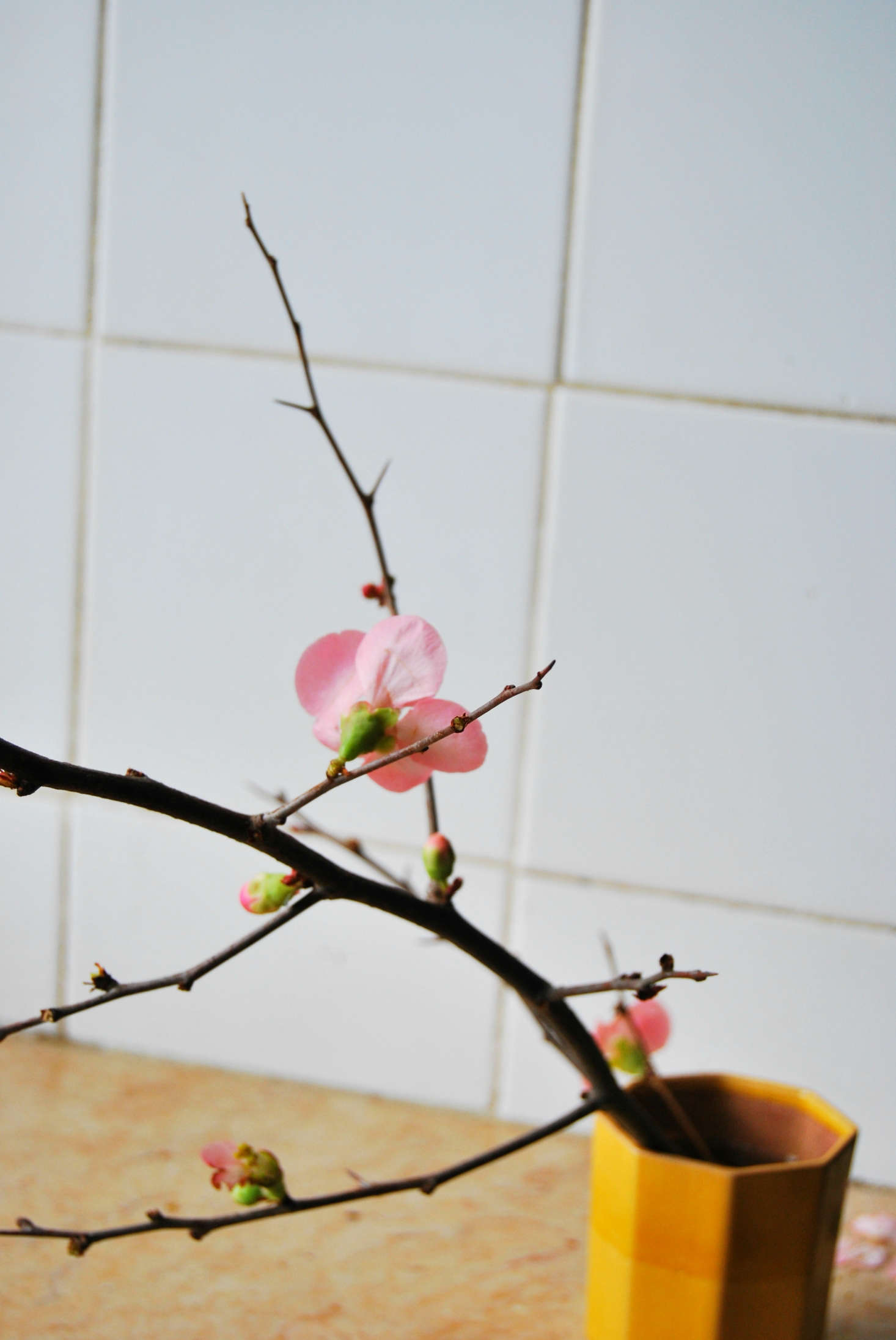 Rethinking Quince: Styling a Classic Spring Blossom - Gardenista