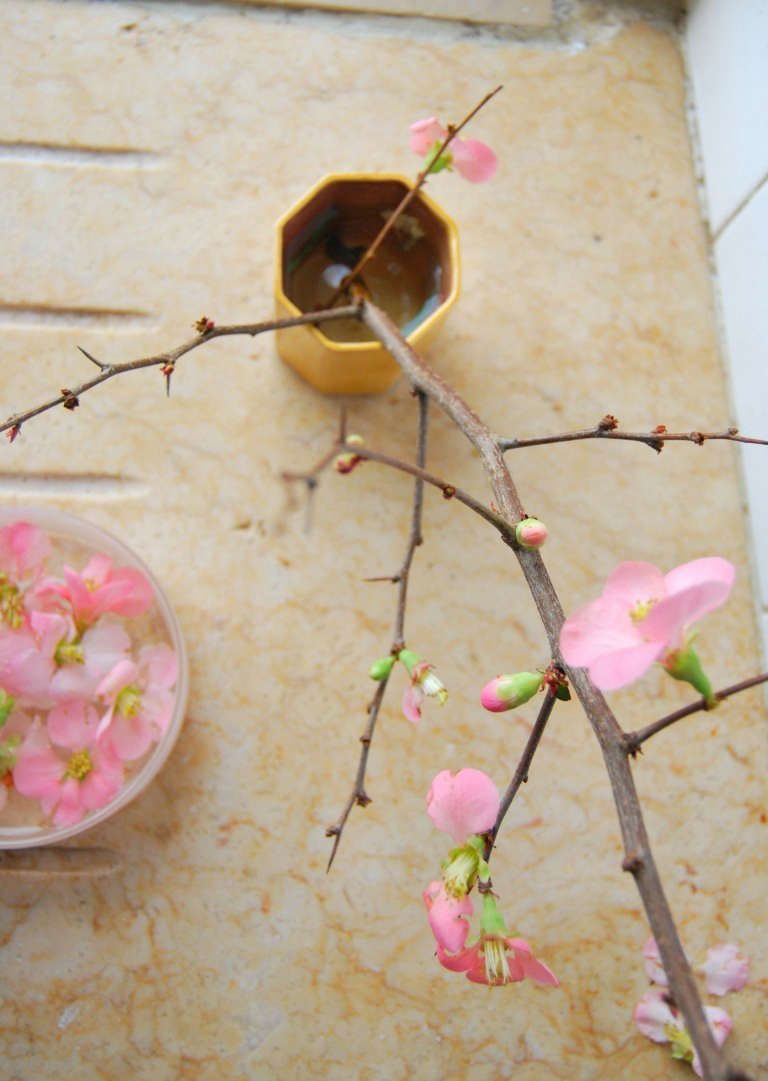 Rethinking Quince: Styling a Classic Spring Blossom - Gardenista