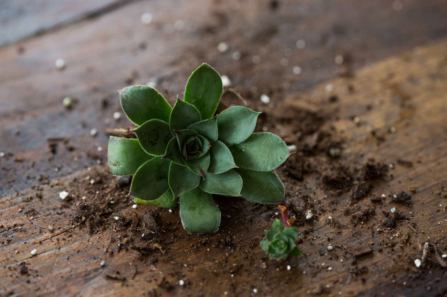Succulents Explained: How to Identify and Grow Sempervivums - Gardenista