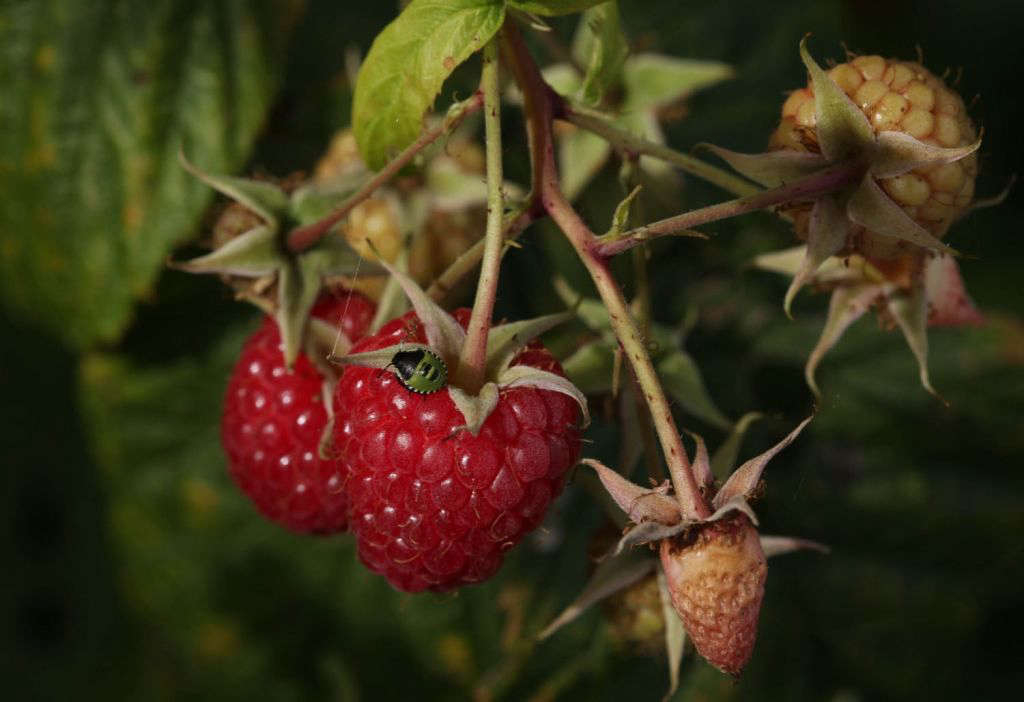 10 Essential Insects You Need in a Garden