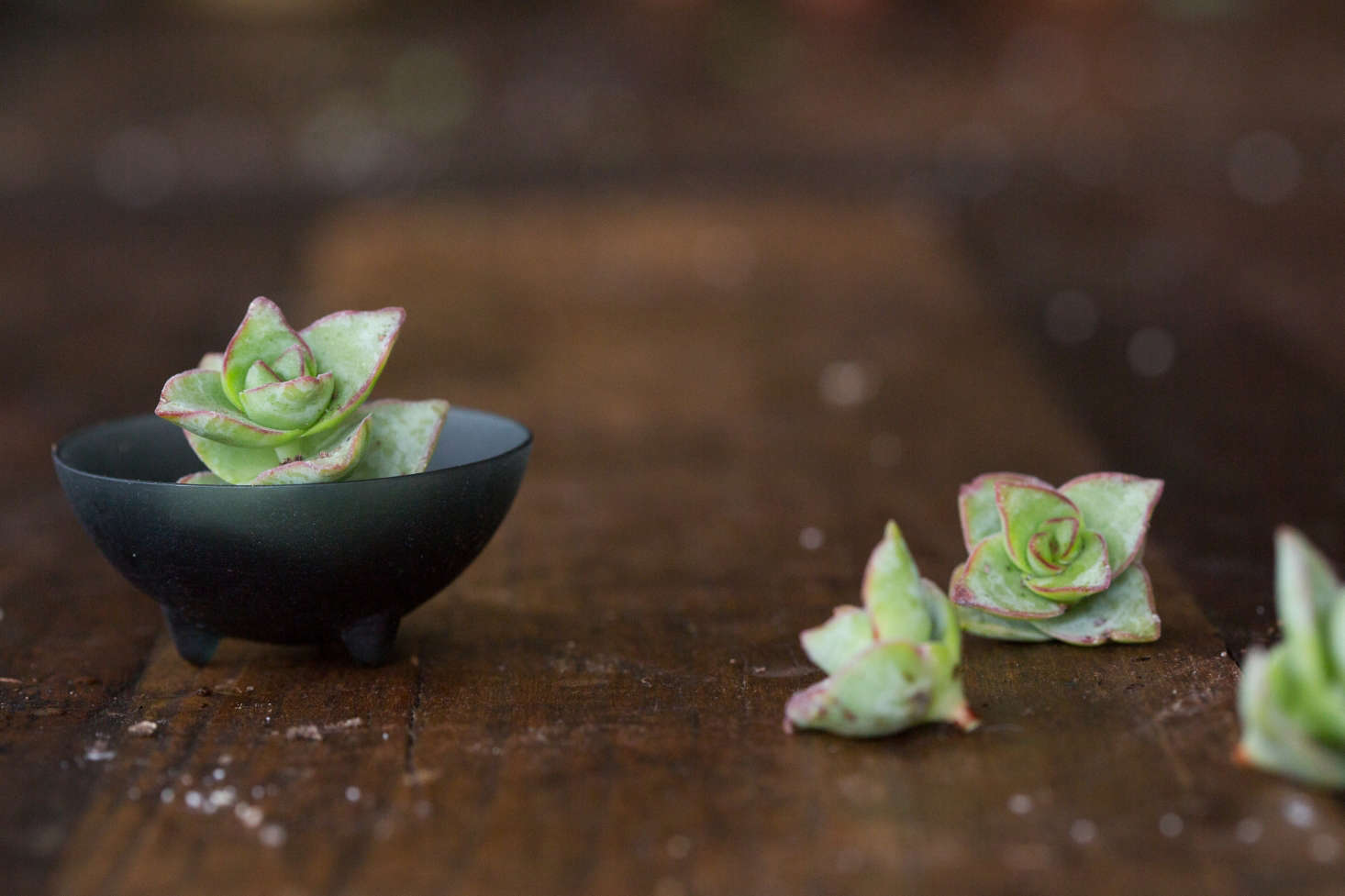 Succulents Explained: How to Identify and Grow 12 Favorites - Gardenista