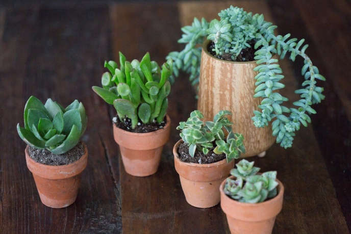 Succulents Explained: How to Identify and Grow 12 Favorites - Gardenista