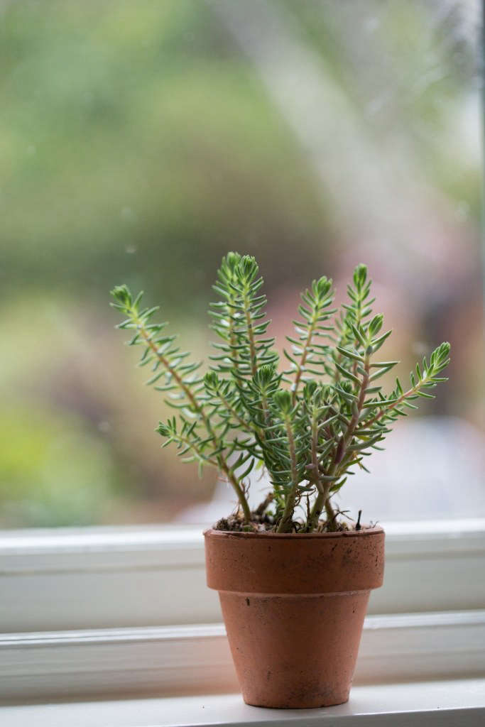 Succulents Explained: How to Identify and Grow 12 Favorites - Gardenista