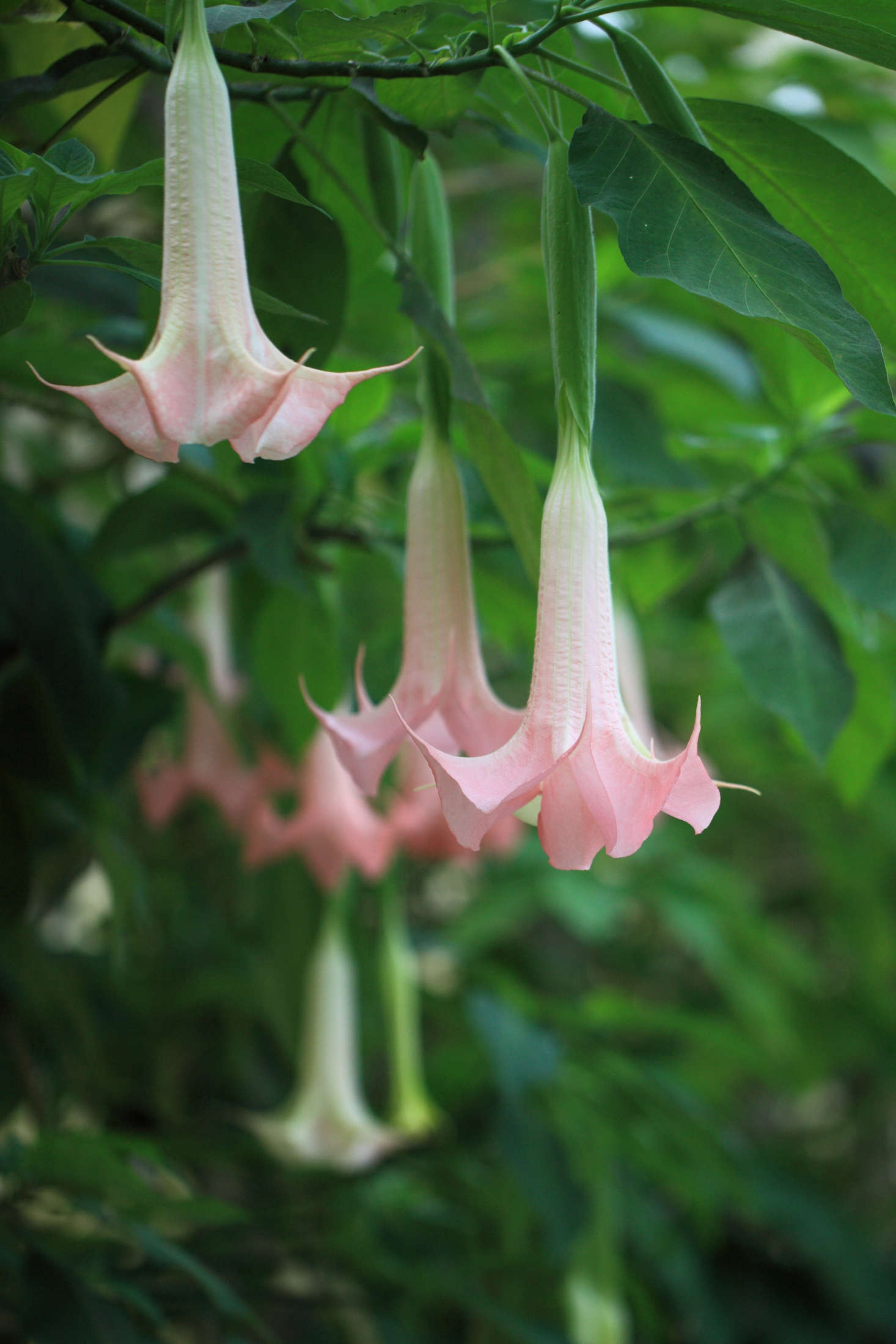 Gardening 101: Angel's Trumpet - Gardenista