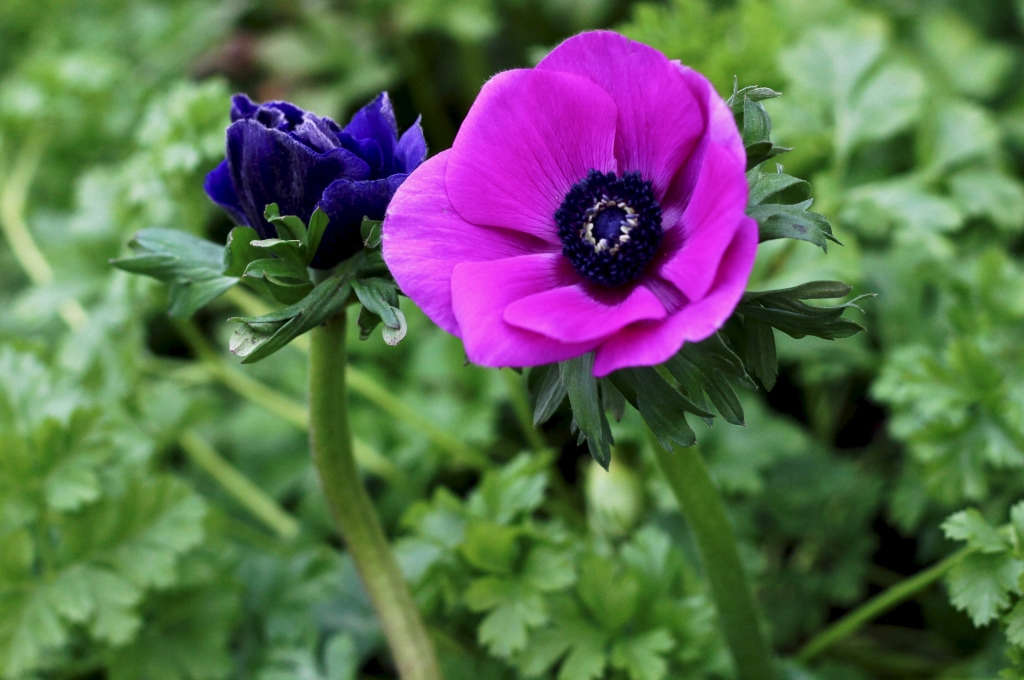 Gardening 101: Poppy Anemone - Gardenista