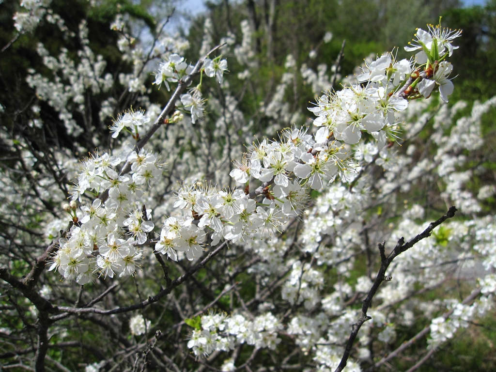 Gardening 101: Plum Trees - Gardenista
