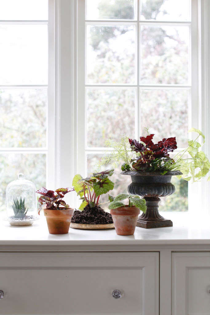 Houseplant Help: 5 Tips to Keep Finicky Begonia Rex Alive - Gardenista