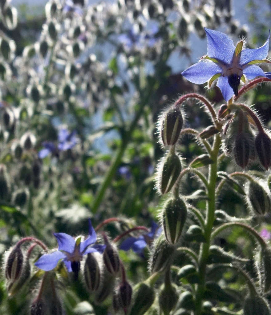 Gardening 101: Borage - Gardenista