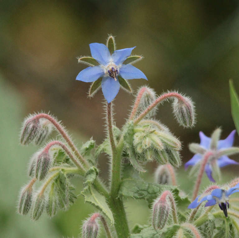 Gardening 101: Borage - Gardenista