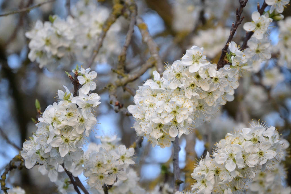 Gardening 101: Plum Trees - Gardenista