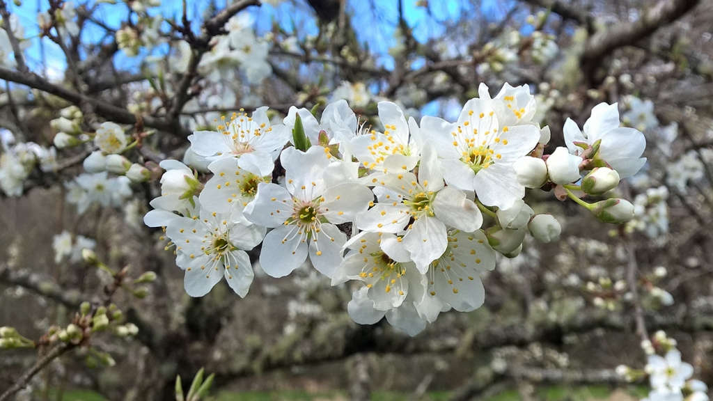 Gardening 101: Plum Trees - Gardenista