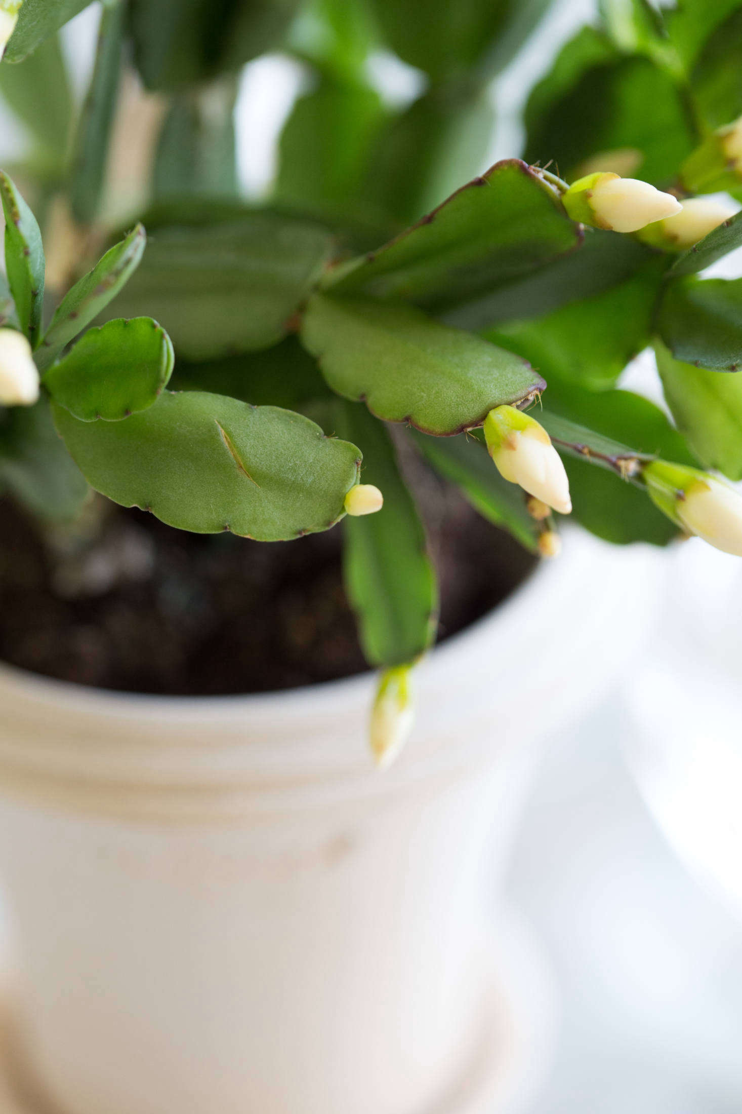 Easter Cactus: Tips on How to Grow and Care for a Tropical Houseplant ...