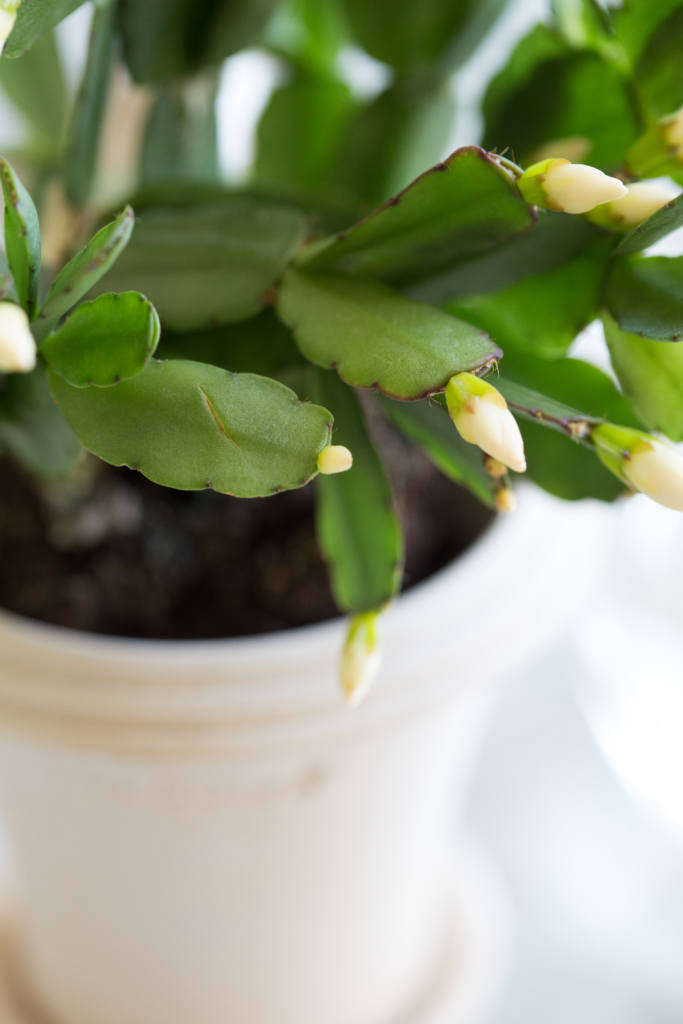 Easter Cactus: Tips on How to Grow and Care for a Tropical Houseplant ...