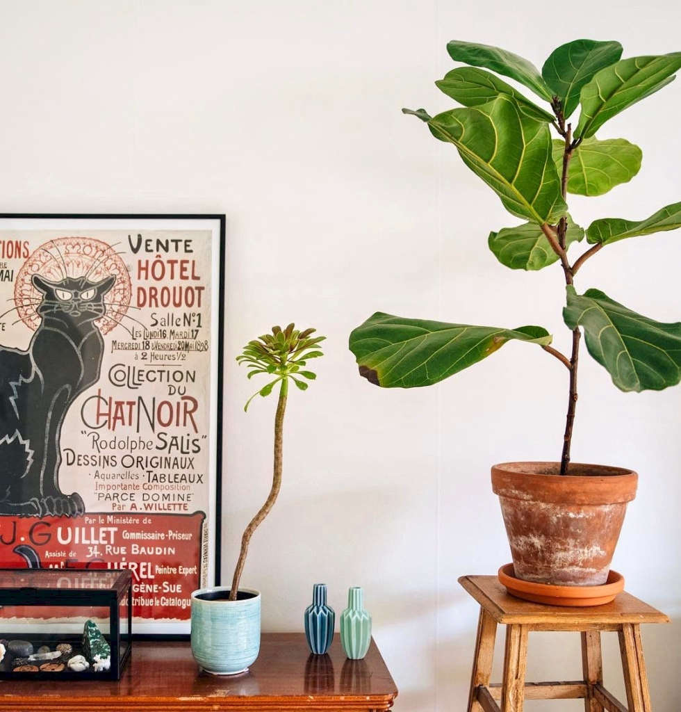10 Things Nobody Tells You About Fiddle-Leaf Fig Trees - Gardenista