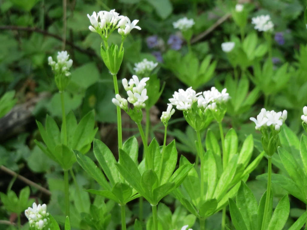 Gardening 101: Sweet Woodruff - Gardenista