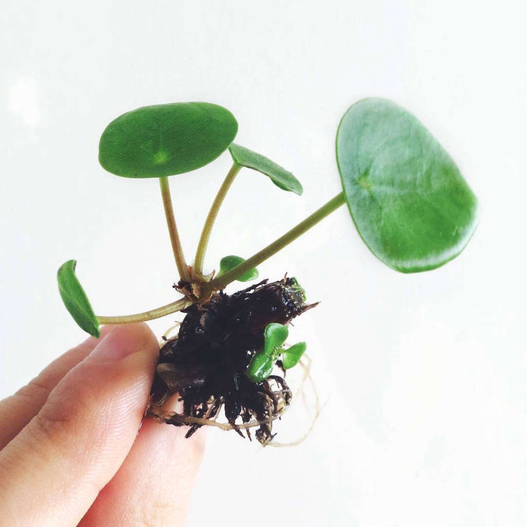 Gardening 101: Pilea - Gardenista