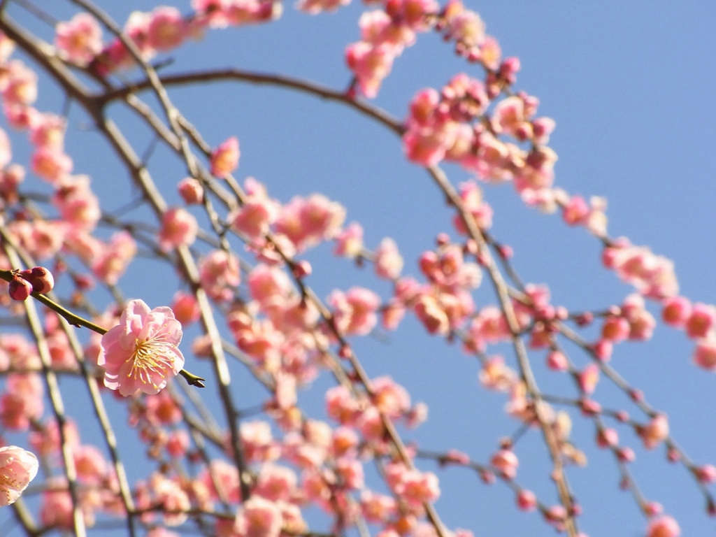 Gardening 101: Plum Trees - Gardenista