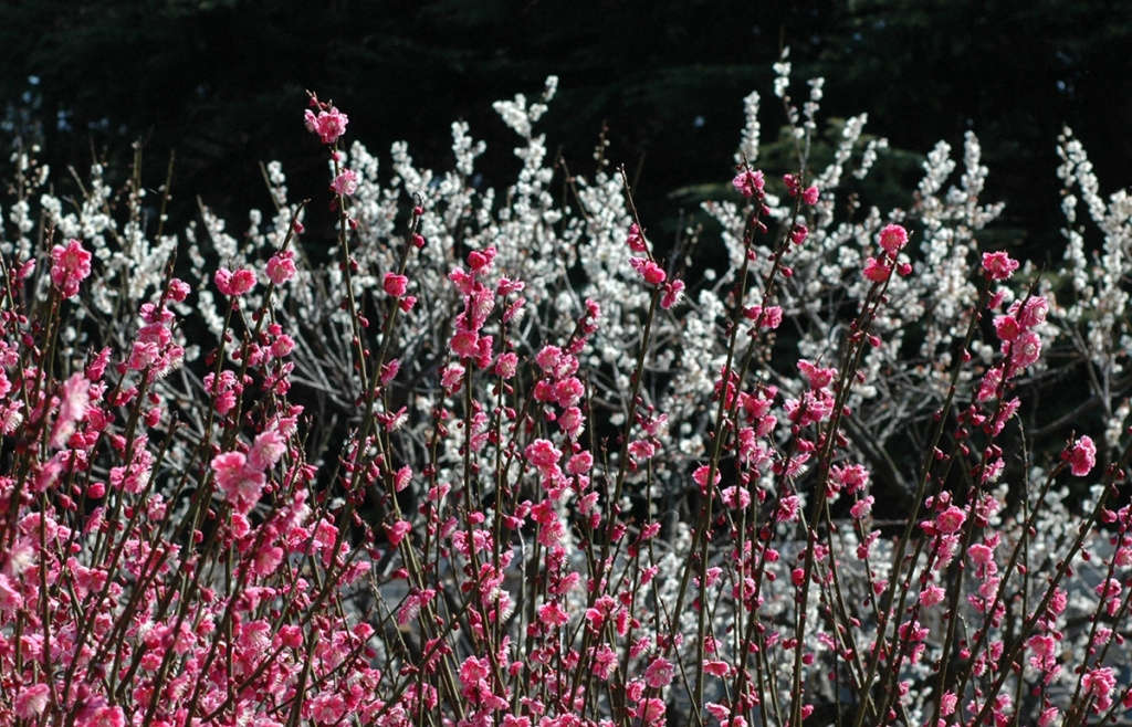 Gardening 101: Plum Trees - Gardenista