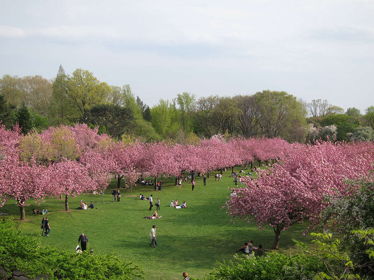 Gardening 101: Cherry Trees - Gardenista