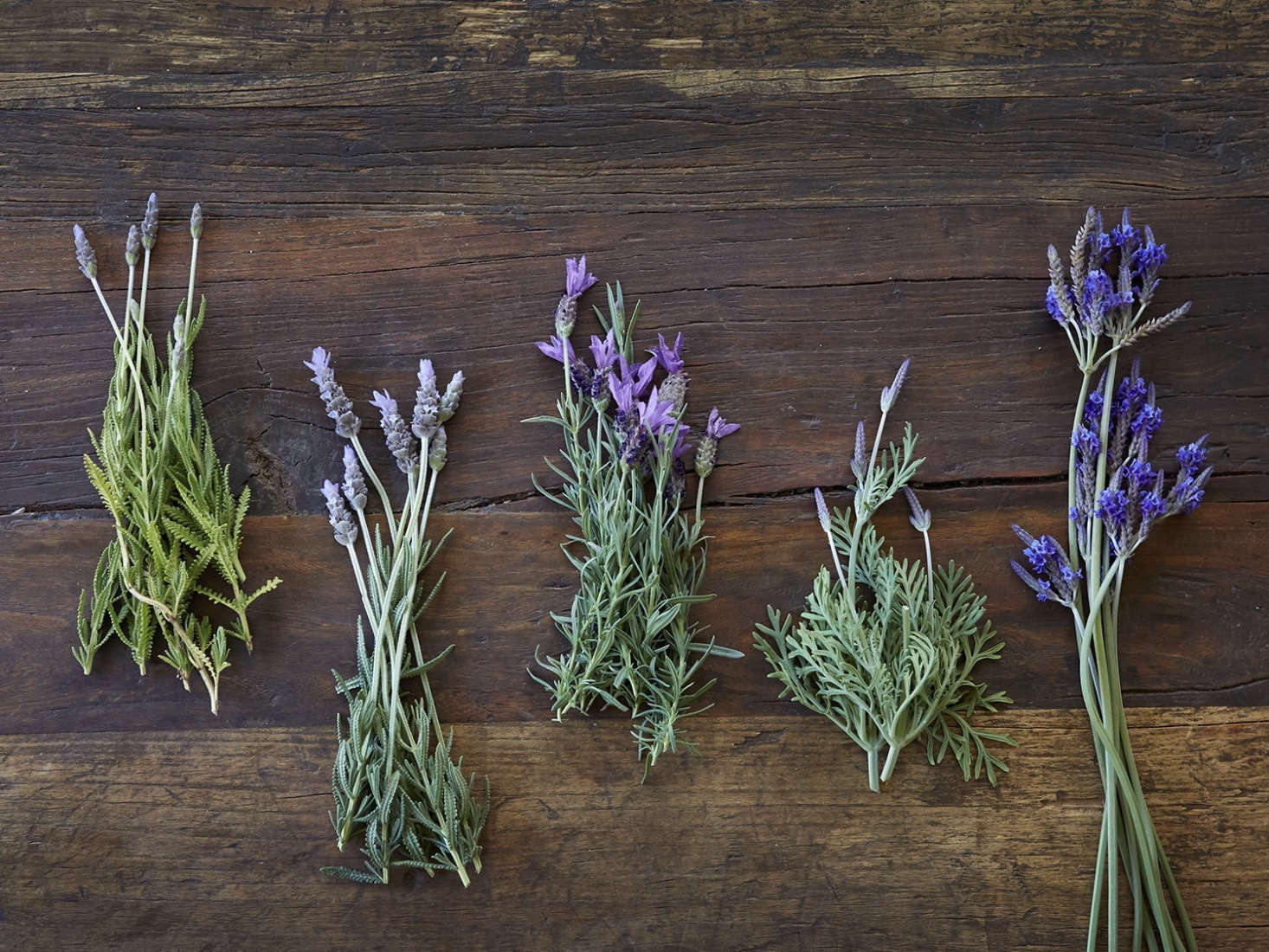 Herbs: A Guide to Planting, Care & Design from the Editors at Gardenista