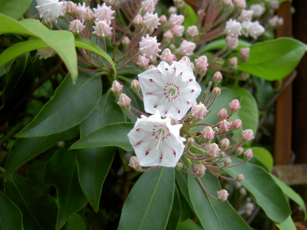 Gardening 101: Mountain Laurel - Gardenista