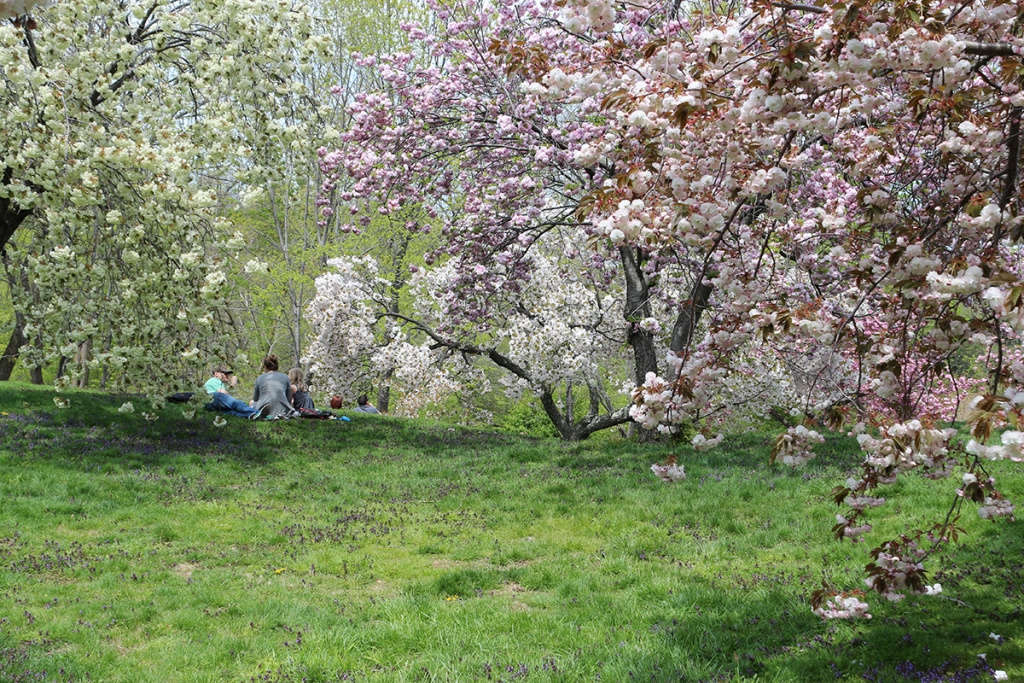 Gardening 101: Cherry Trees - Gardenista