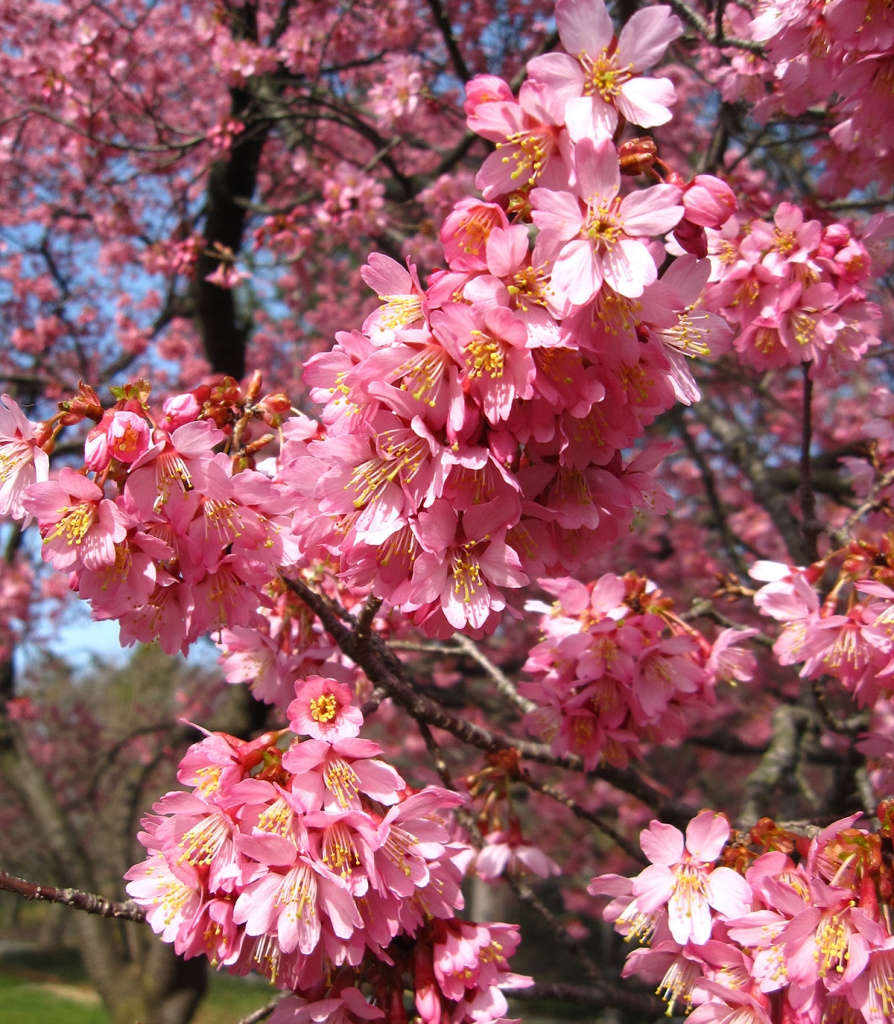 Gardening 101: Cherry Trees - Gardenista