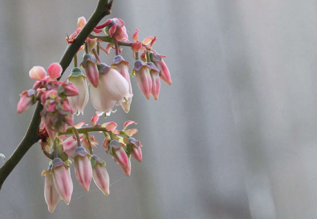 Blueberries: Growing and Care Tips for Edible Gardens and Hedges