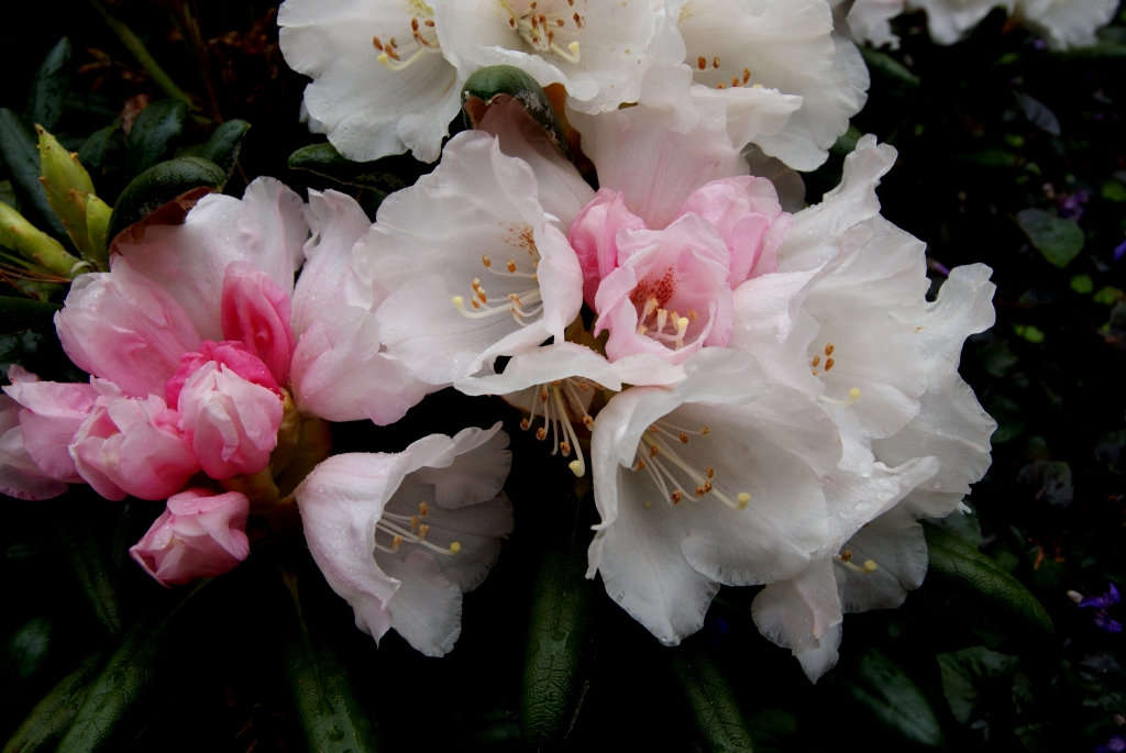 Gardening 101: Rhododendrons - Gardenista