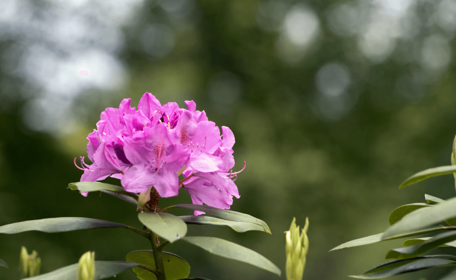 Gardening 101: Rhododendrons - Gardenista