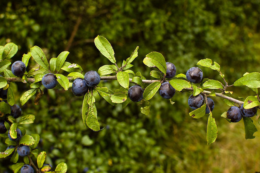 Gardening 101: Plum Trees - Gardenista