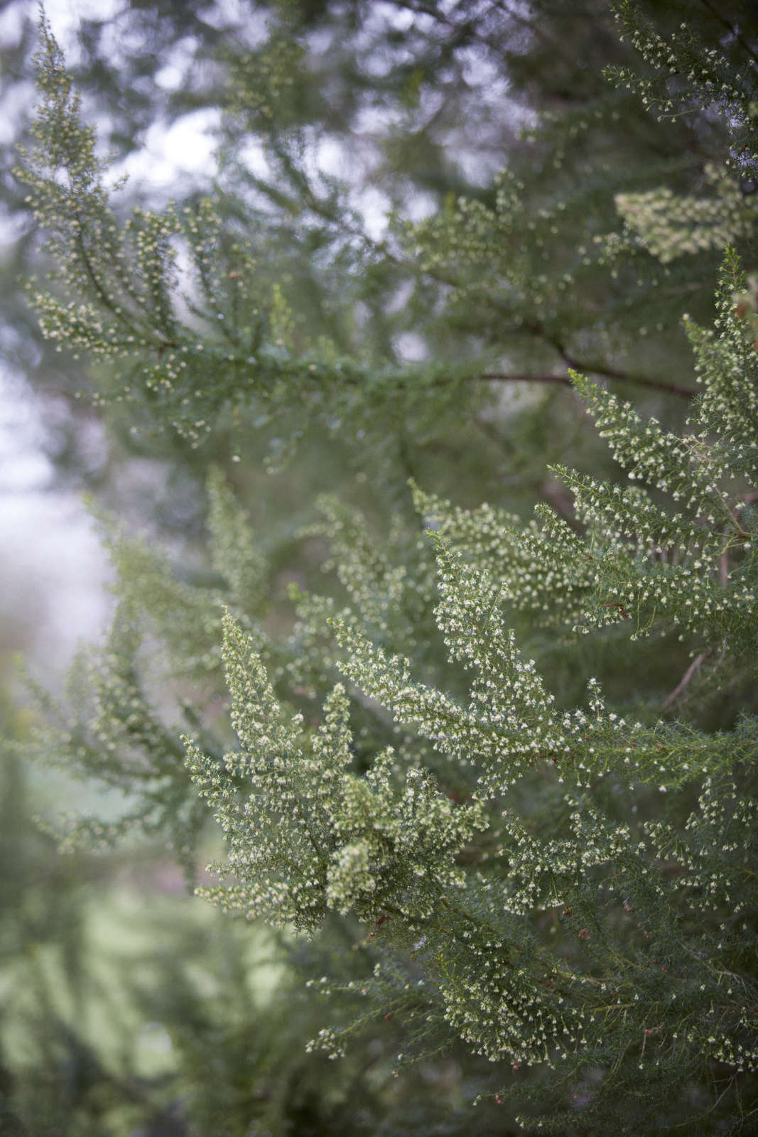 Gardening 101: Tree Heather - Gardenista