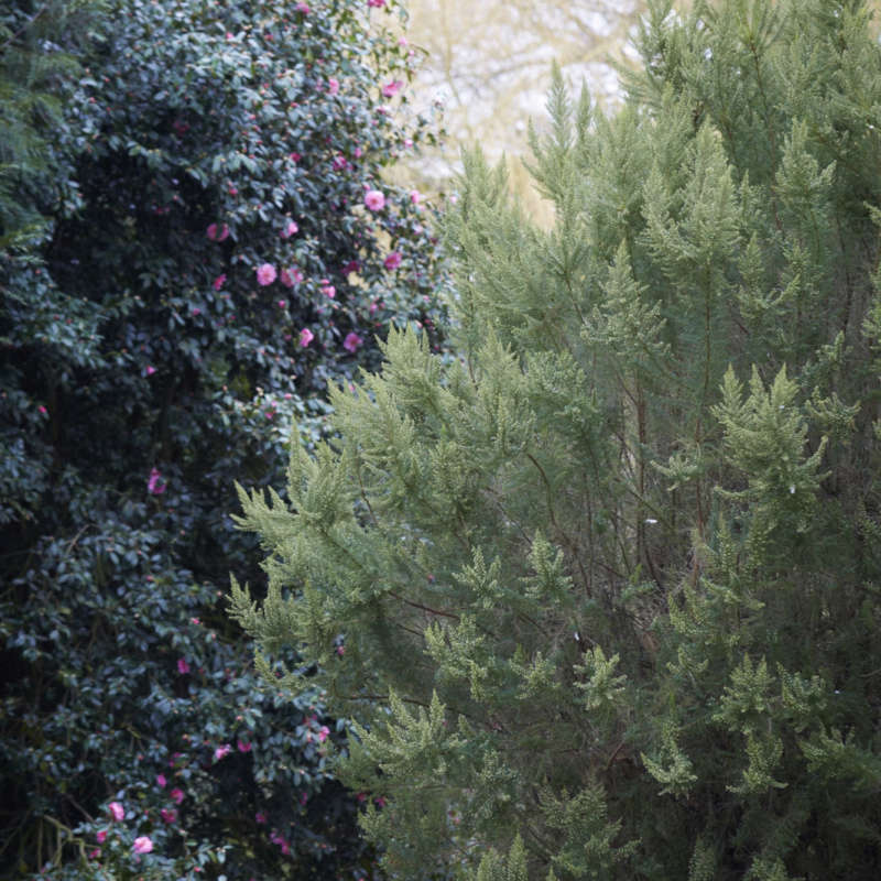 How to Successfully Grow Tree Heather: A Field Guide to Planting, Care ...