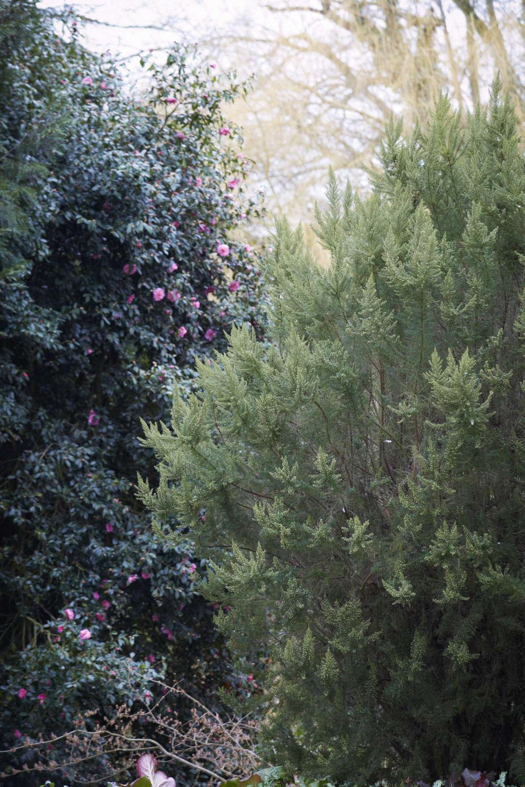 Gardening 101: Tree Heather - Gardenista