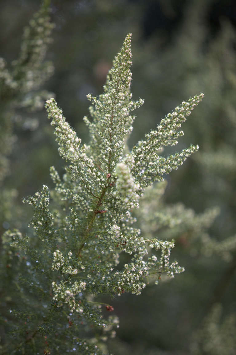 Gardening 101: Tree Heather - Gardenista