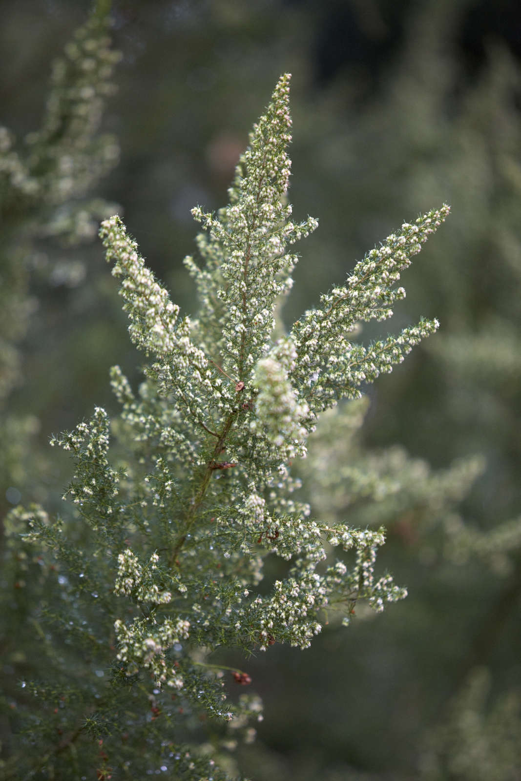 Gardening 101: Tree Heather - Gardenista