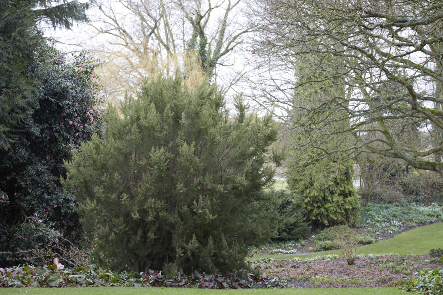 Gardening 101: Tree Heather - Gardenista