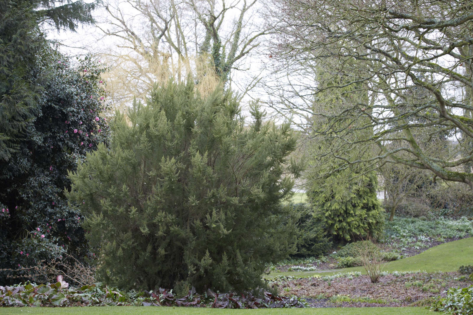 Gardening 101: Tree Heather - Gardenista