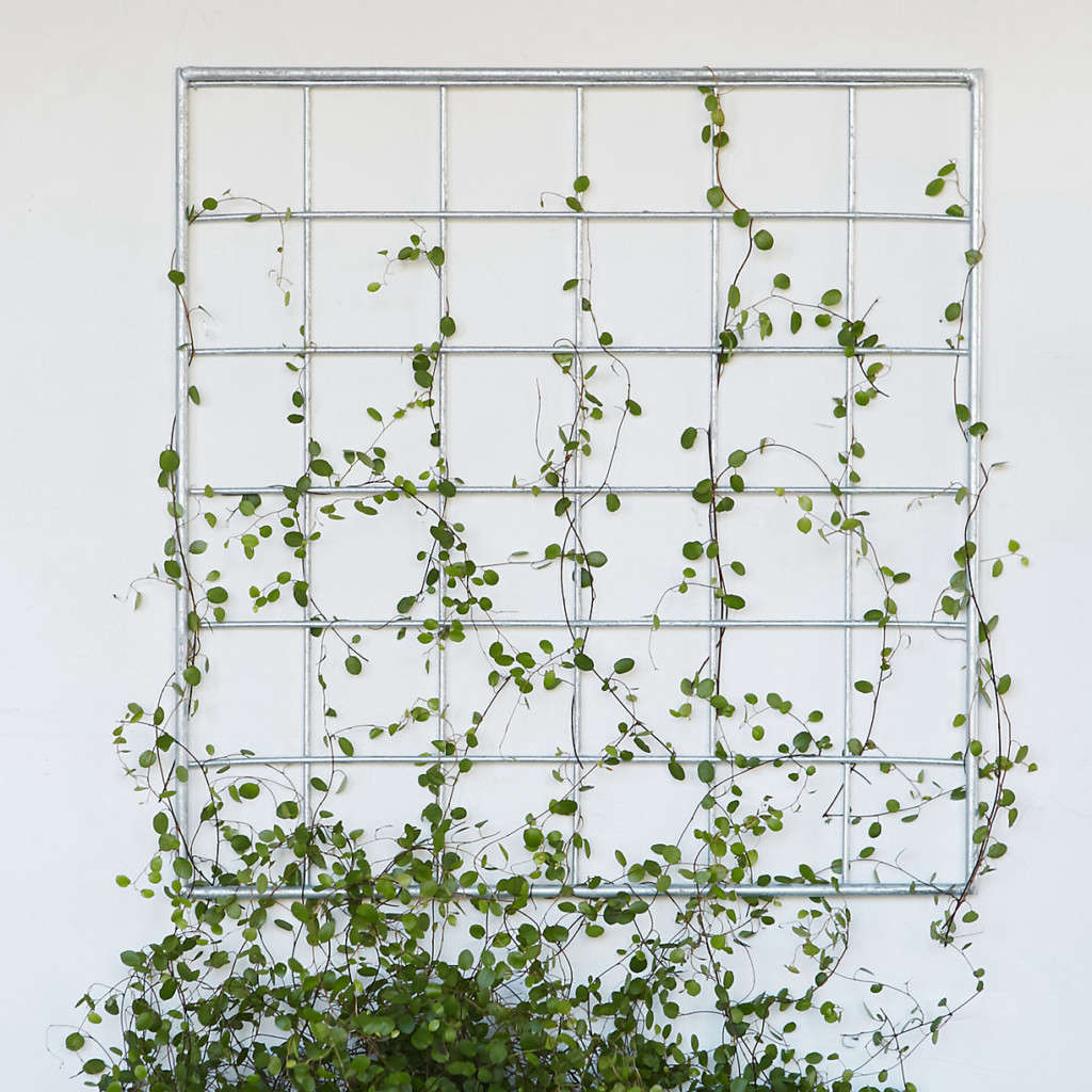 Everything You Need to Know About Trellises - Gardenista