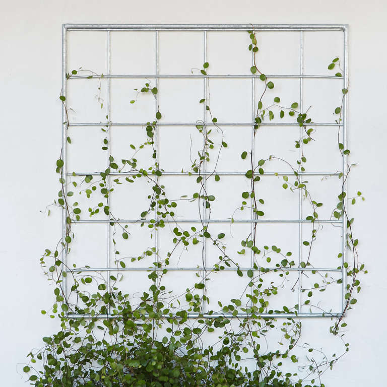 Everything You Need to Know About Trellises - Gardenista