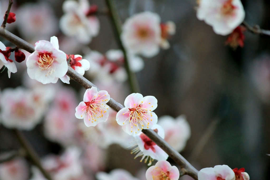 Gardening 101: Plum Trees - Gardenista